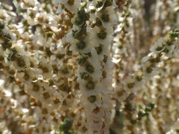 Prickly Saltwort | Project Noah