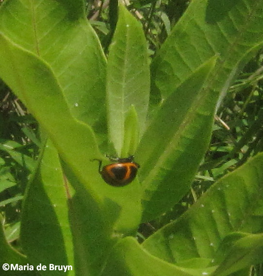 Swamp milkweed leaf beetle | Project Noah