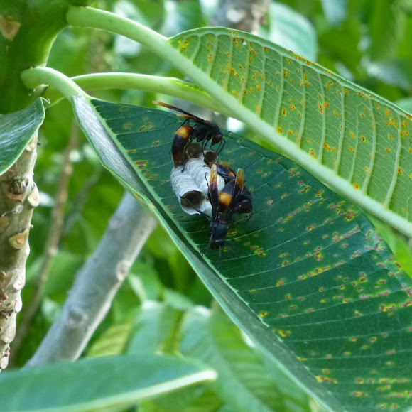Asian Predatory Wasp | Project Noah