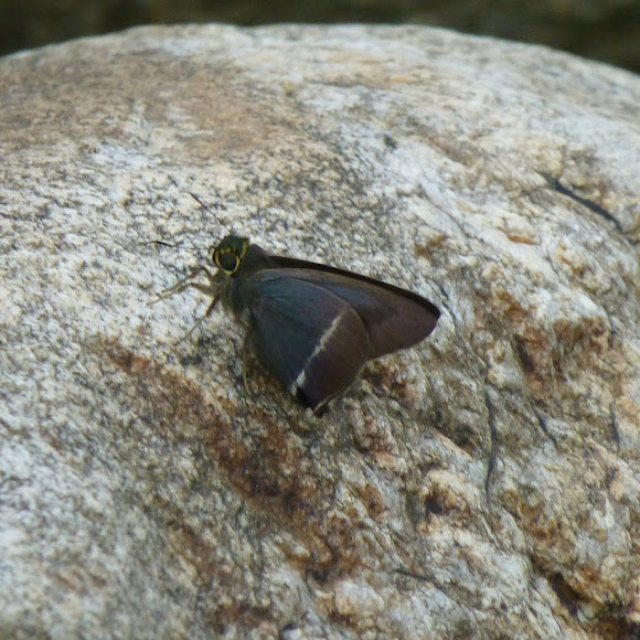 White Banded Awl | Project Noah