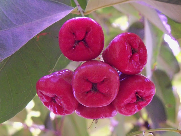 red jamun | Project Noah