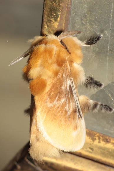 Southern Flannel Moth | Project Noah