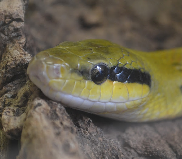 Beauty Rat Snake | Project Noah