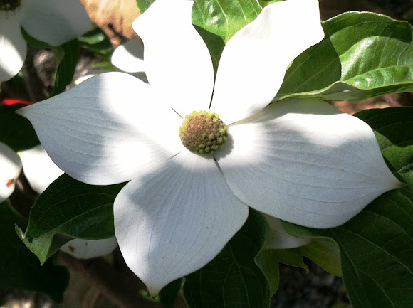 Starlight Dogwood | Project Noah