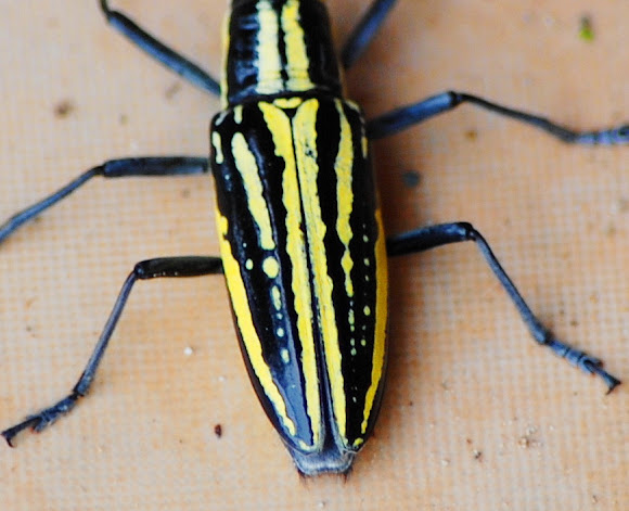 Longhorn borer | Project Noah