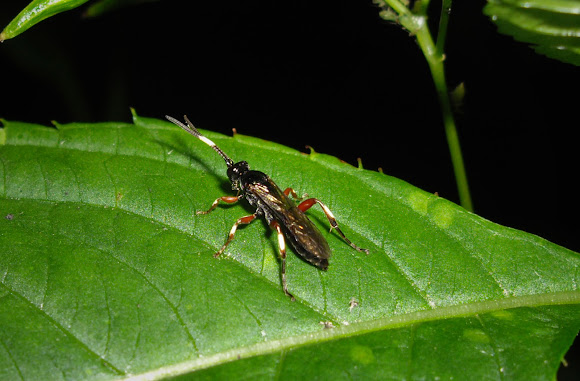 Scorpion Wasp | Project Noah