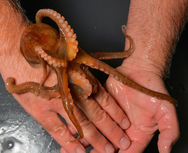 Tidepool Octopus | Project Noah