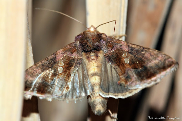 Tomato Looper Moth | Project Noah