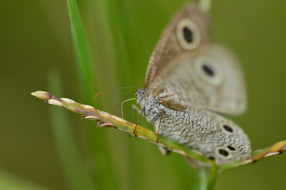 Satyrid butterfly | Project Noah