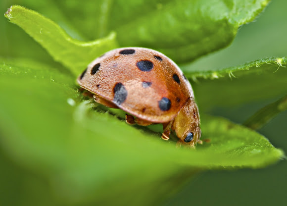 Spotted LadyBug | Project Noah