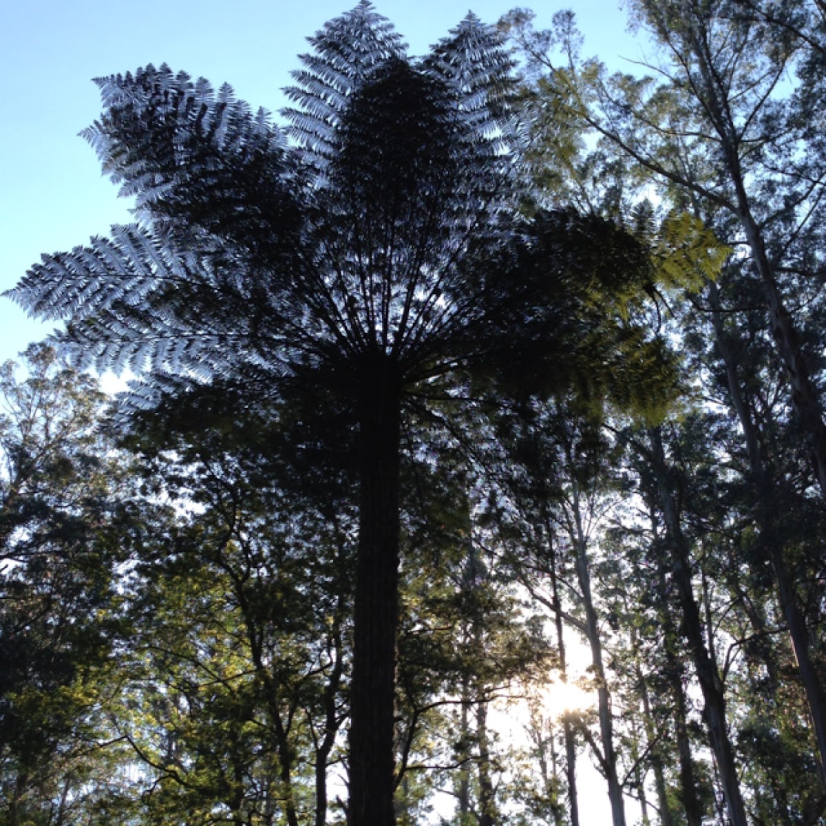 Rough Tree Fern | Project Noah