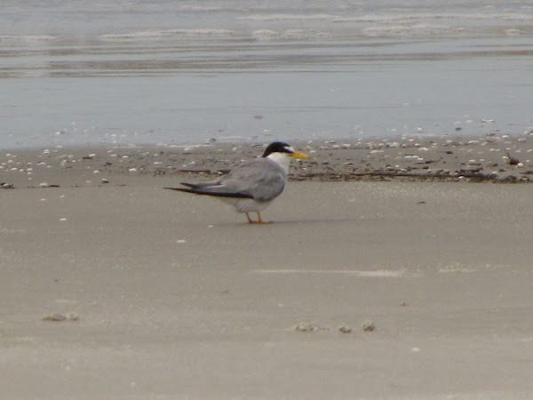Least Tern | Project Noah