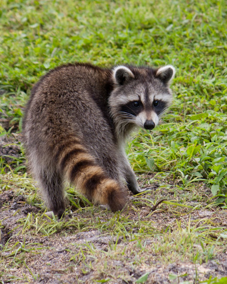 Raccoon (juvenile) | Project Noah