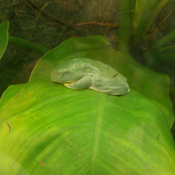 Fringed leaf frog | Project Noah