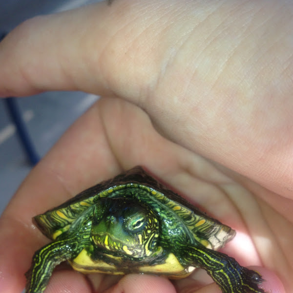 Texas River Cooter (juvenile) | Project Noah