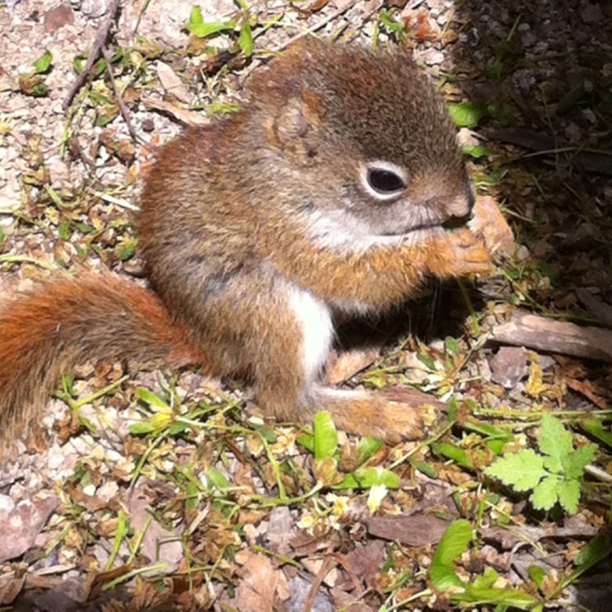 American Red Squirrel | Project Noah