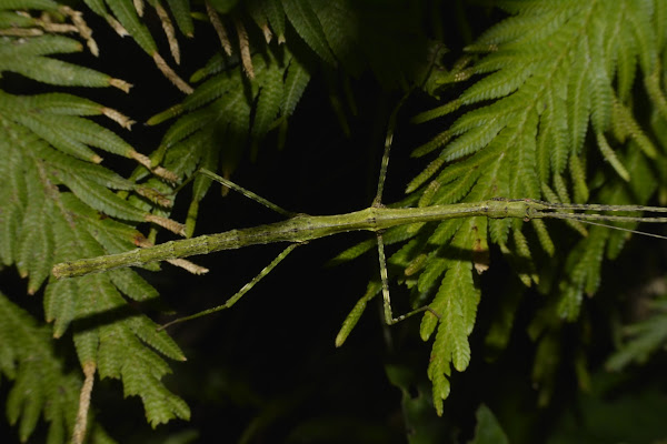 Stick Insect, Phasmid - Nymph | Project Noah