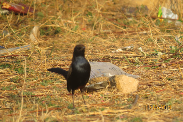 Indian Robin (male) | Project Noah