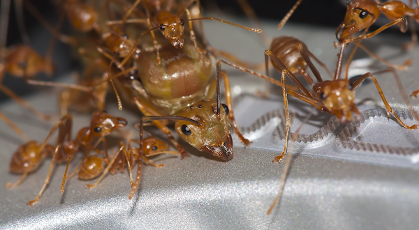 Weaver Ant | Project Noah