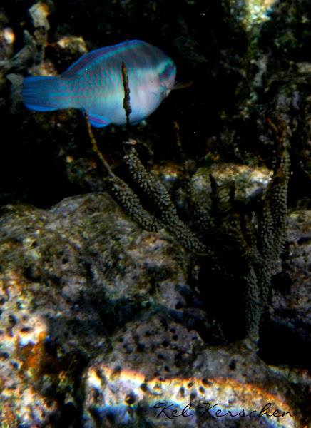Princess Parrotfish | Project Noah