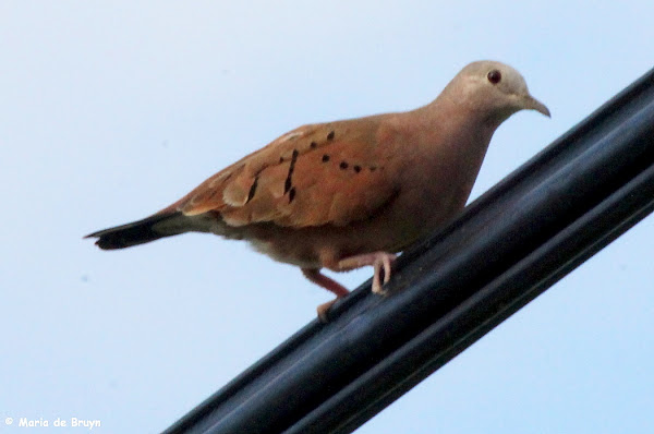 Ruddy ground dove | Project Noah