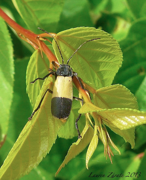 Soldier Beetle | Project Noah