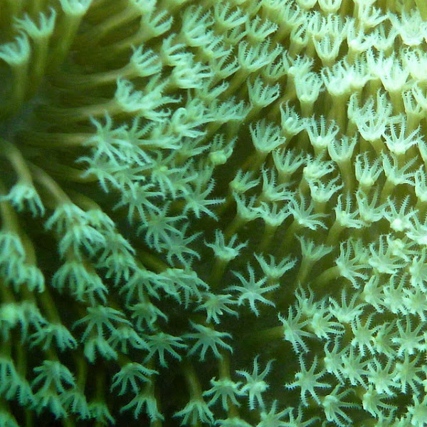 Elephant Ear Coral | Project Noah