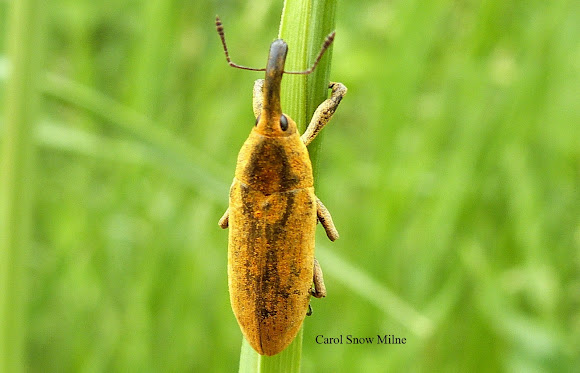 Rhubarb Weevil | Project Noah