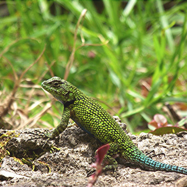 Emerald Swift | Project Noah