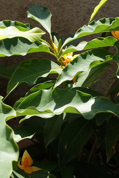 Swarna Champa (India) | Project Noah