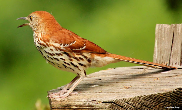 Brown thrasher | Project Noah