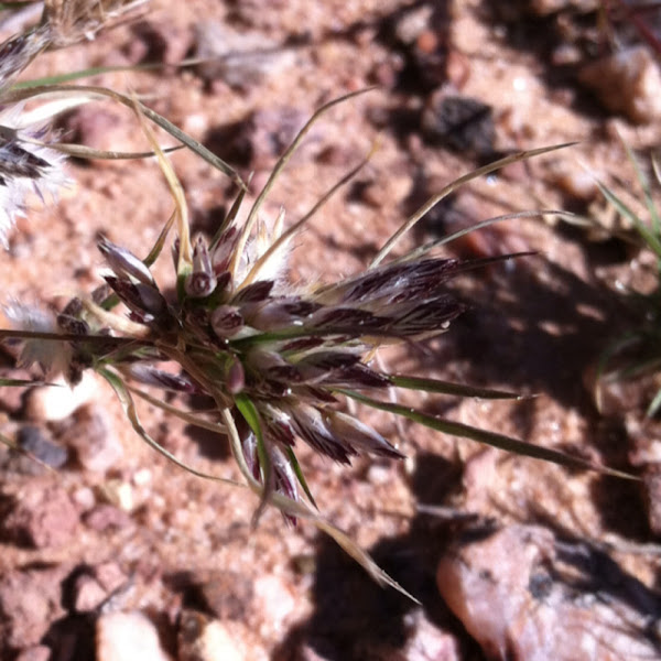 Fluff grass | Project Noah