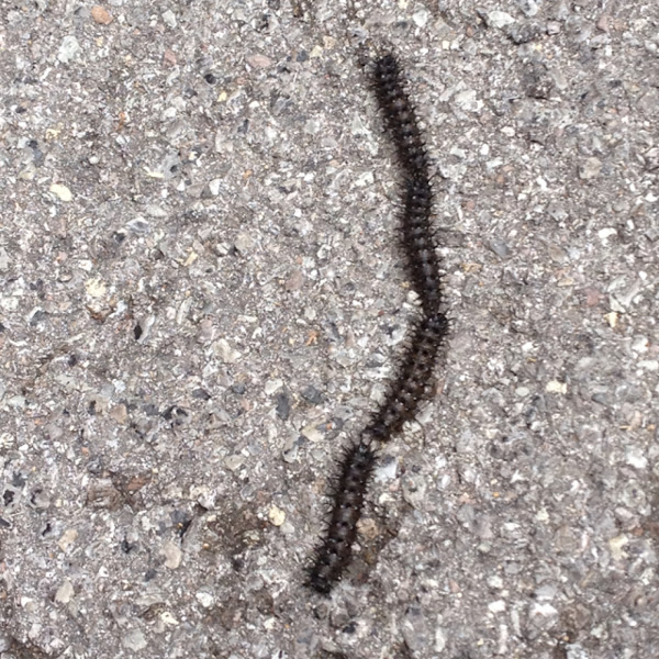 Silvery Checkerspot Caterpillars | Project Noah