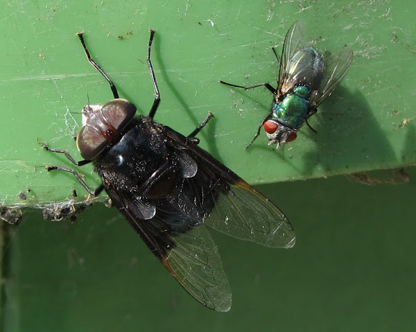 Mexican Cactus Fly Laying Eggs (video) | Project Noah
