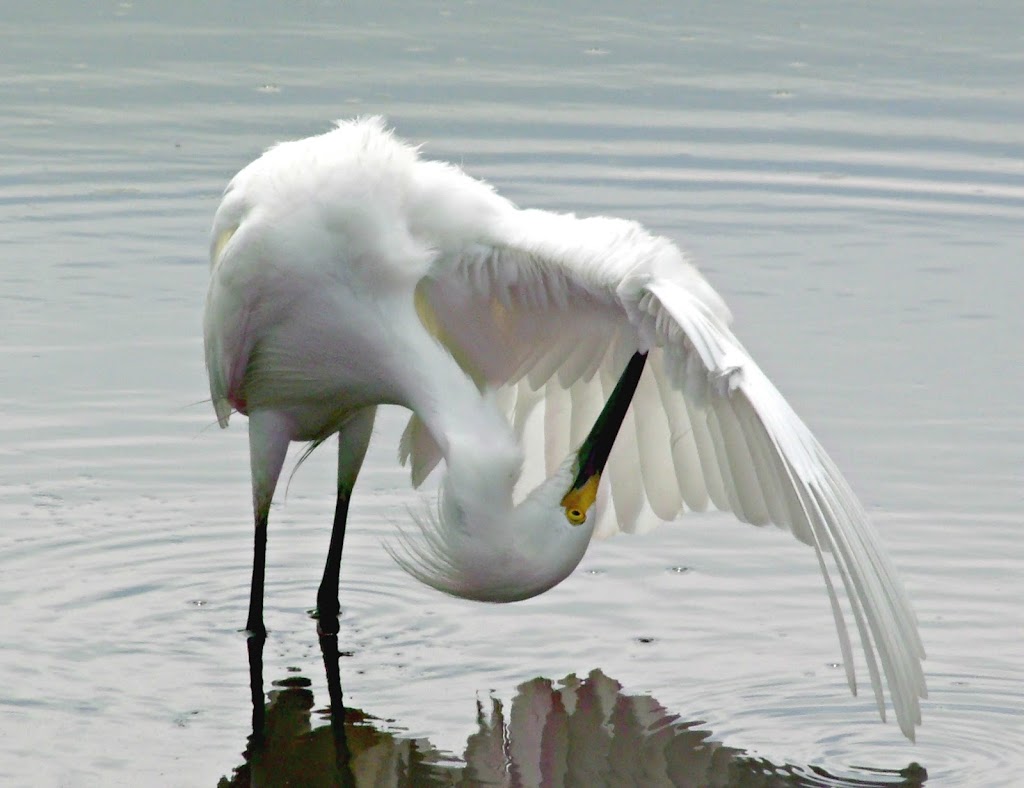 Photo Contest: Birds Preening | Pixoto