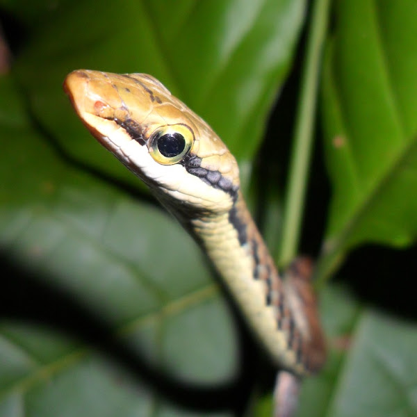 Striped bronzeback | Project Noah