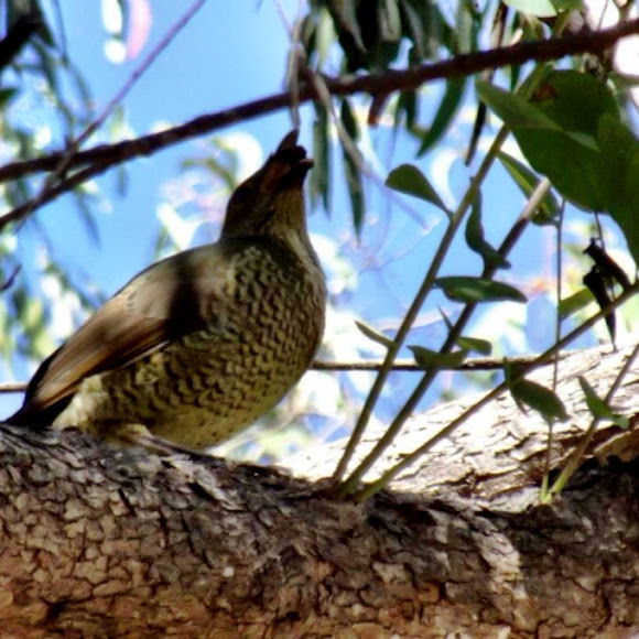 Satin Bowerbird (FEMALE) | Project Noah
