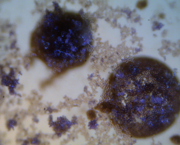 Slime mold magnified | Project Noah