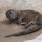 African Clawless Otter | Project Noah