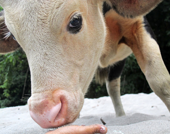 Mithun, the Gayal | Project Noah