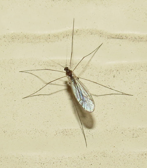 Winter crane fly | Project Noah