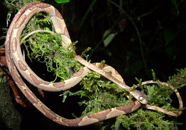 Blunthead Tree Snake | Project Noah