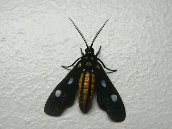 Arctiid Moth | Project Noah