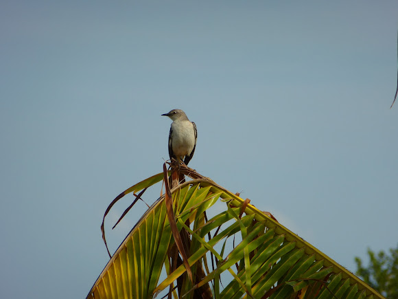 Bahama Mockingbird | Project Noah