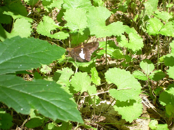 Silver-spotted skipper | Project Noah