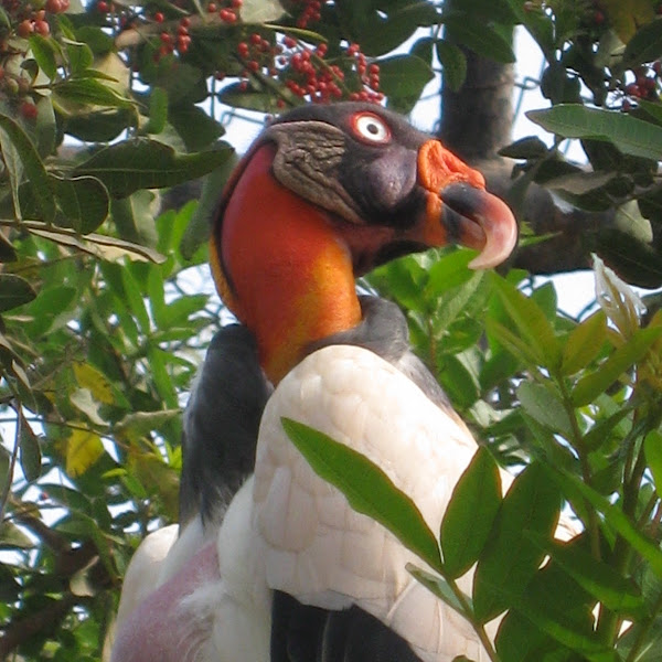 Birds of Peru | Project Noah