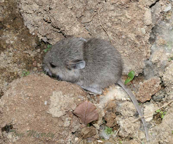 Southern Grasshopper Mouse | Project Noah