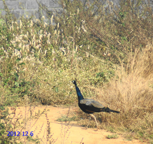 Peafowl | Project Noah