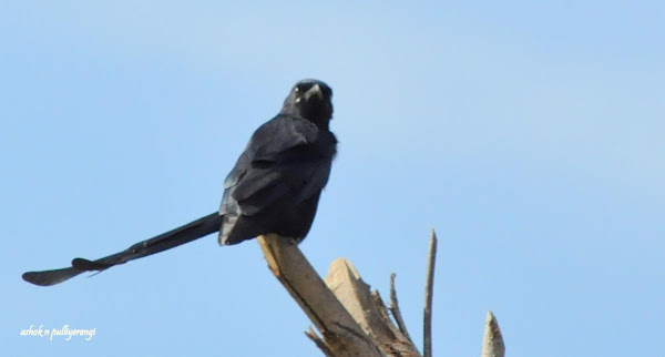 Black Drongo | Project Noah