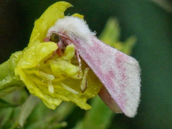 Primrose Moth | Project Noah
